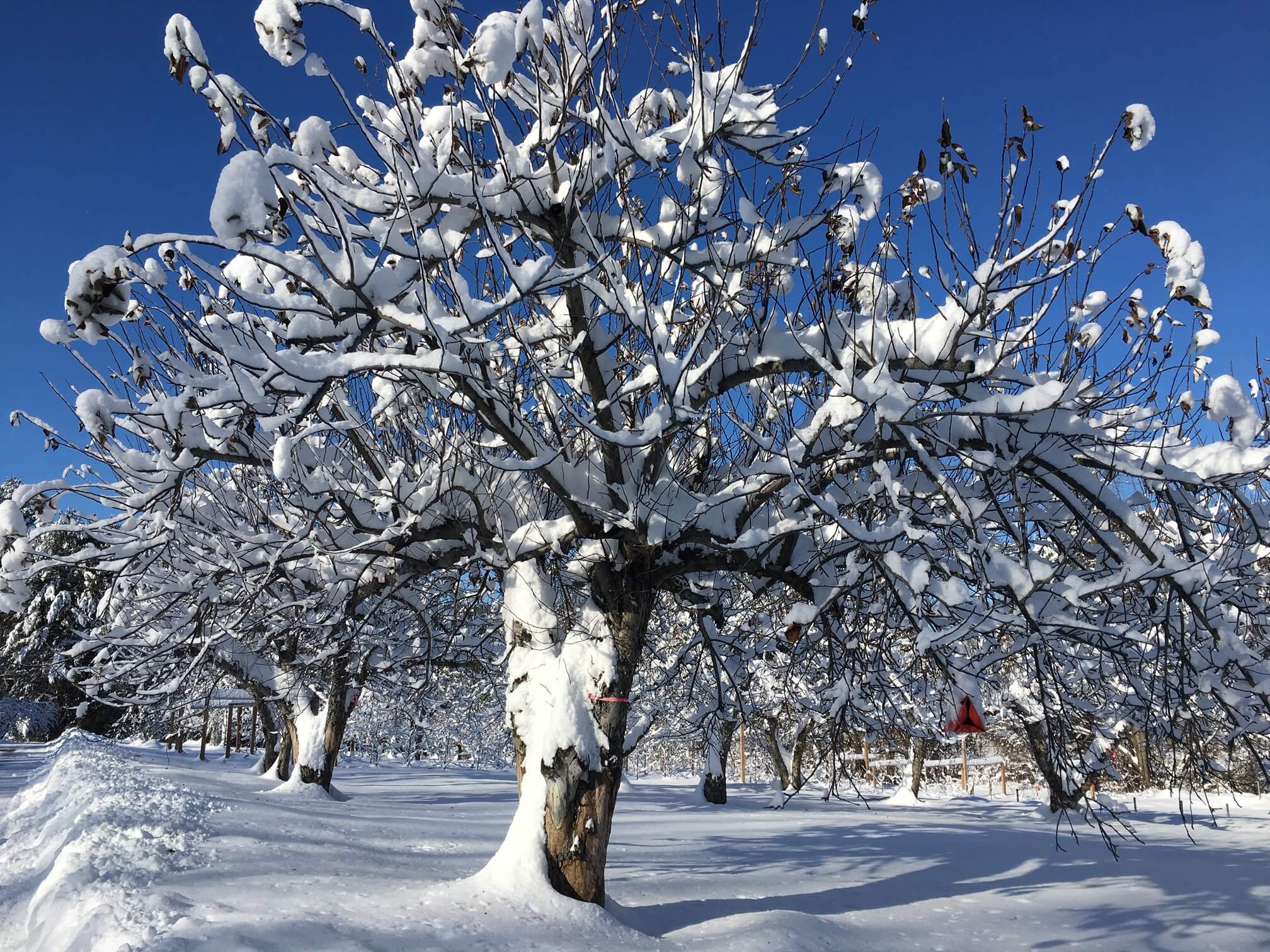 2019 Summary - The Hungry Chicken Country Store